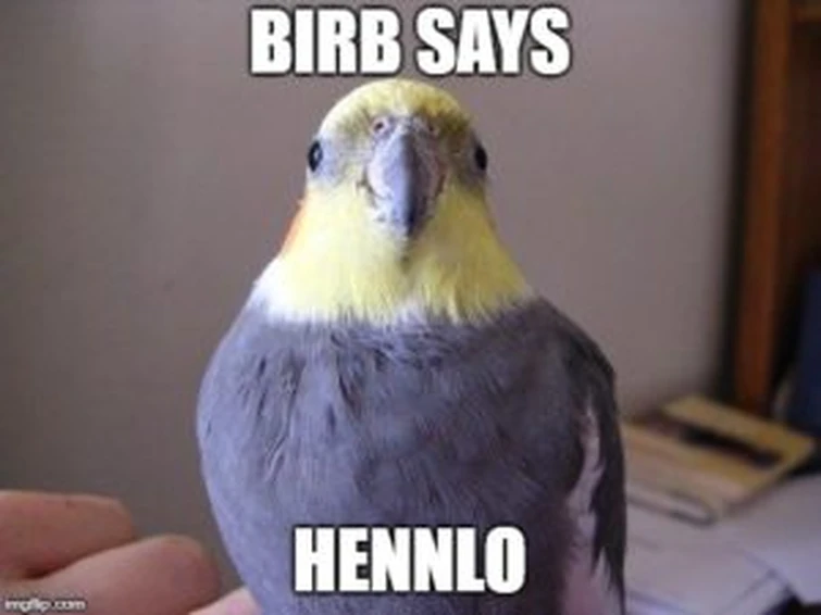 More birb memes because yes | Fandom