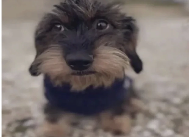 What if like…I drew all of rubys sisters. | Fandom