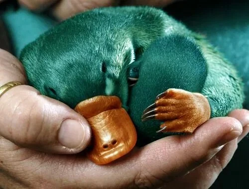 Perry in real life | Fandom