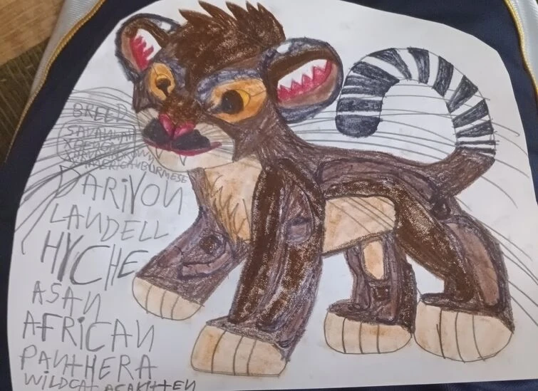 Dariyon Hyche as a Domestic Cat( Savannah X Bengal x Havana Brown x ...