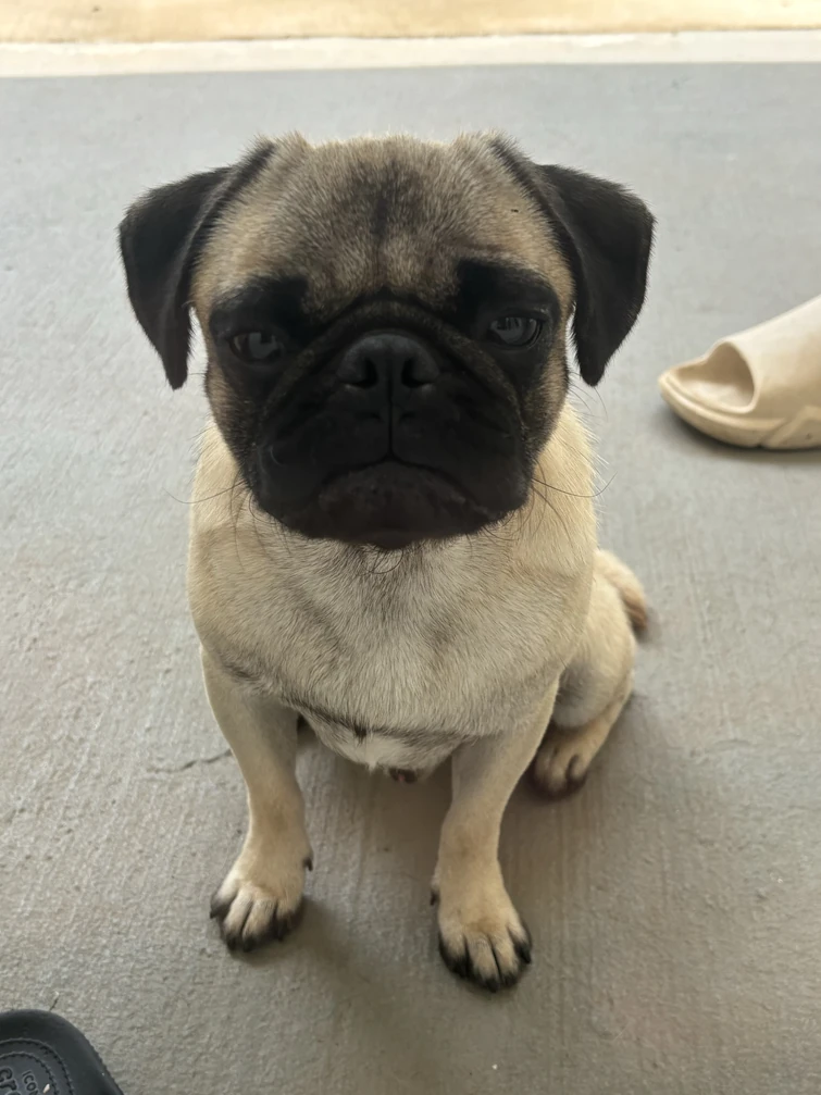 Pongo the Pug | Fandom