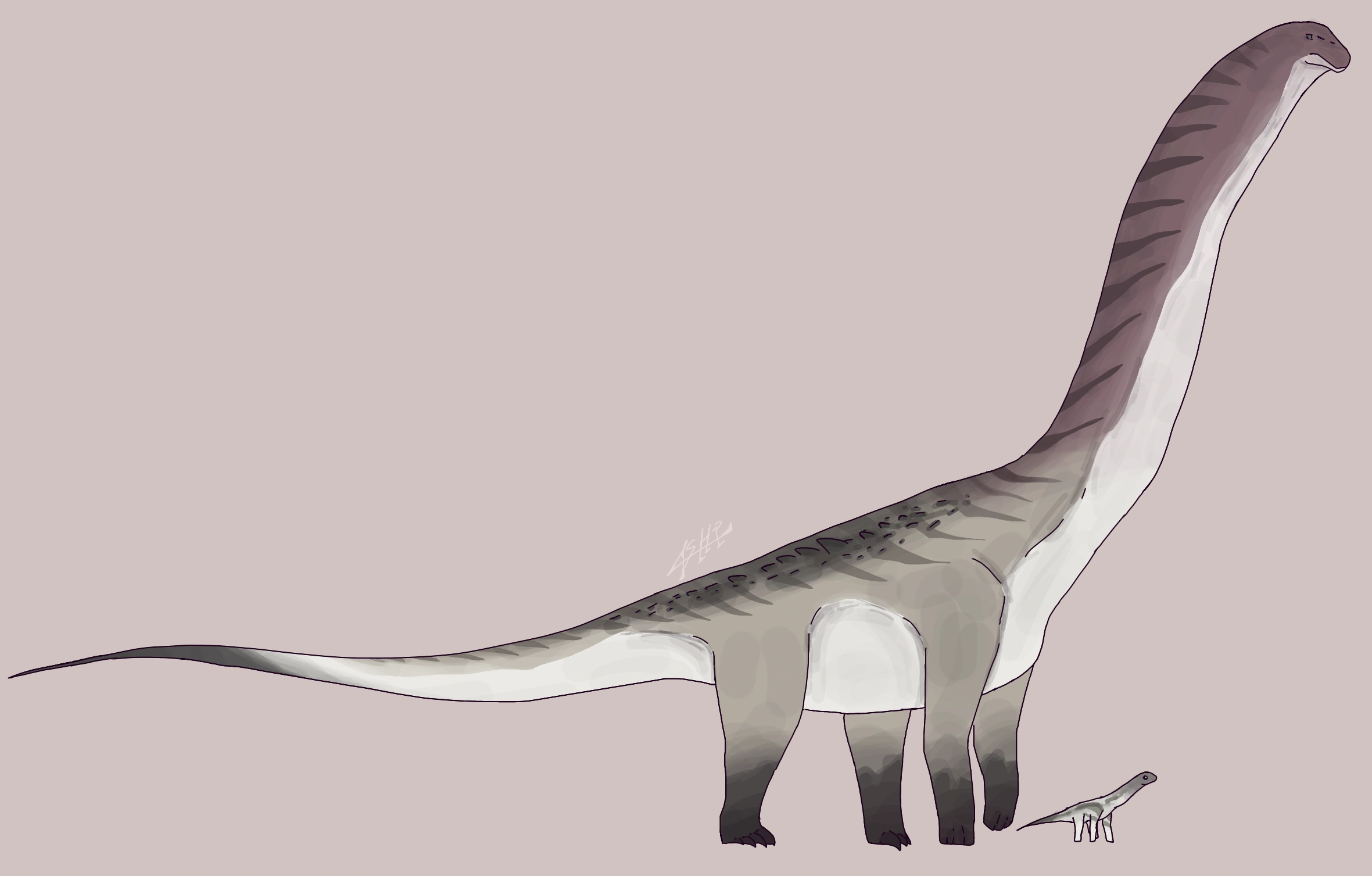 Argentinosaurus huinculensis drawing | Fandom