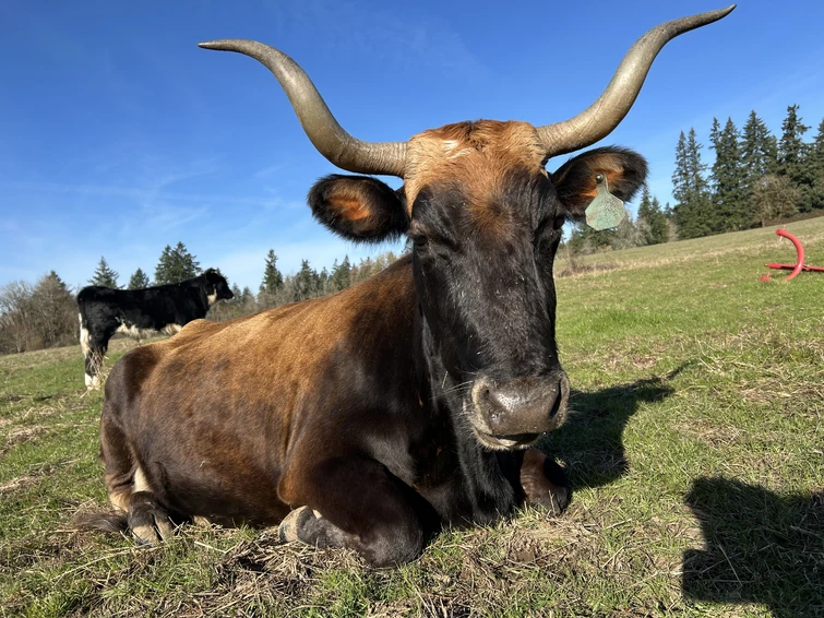 Meet this cow | Fandom