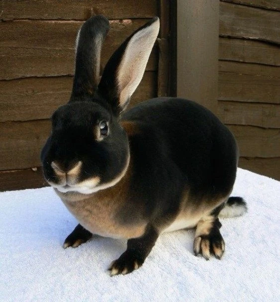 (FIXED AND FINALIZED) Otter Rex Lenarabu but It’s kinda more accurate | Fandom