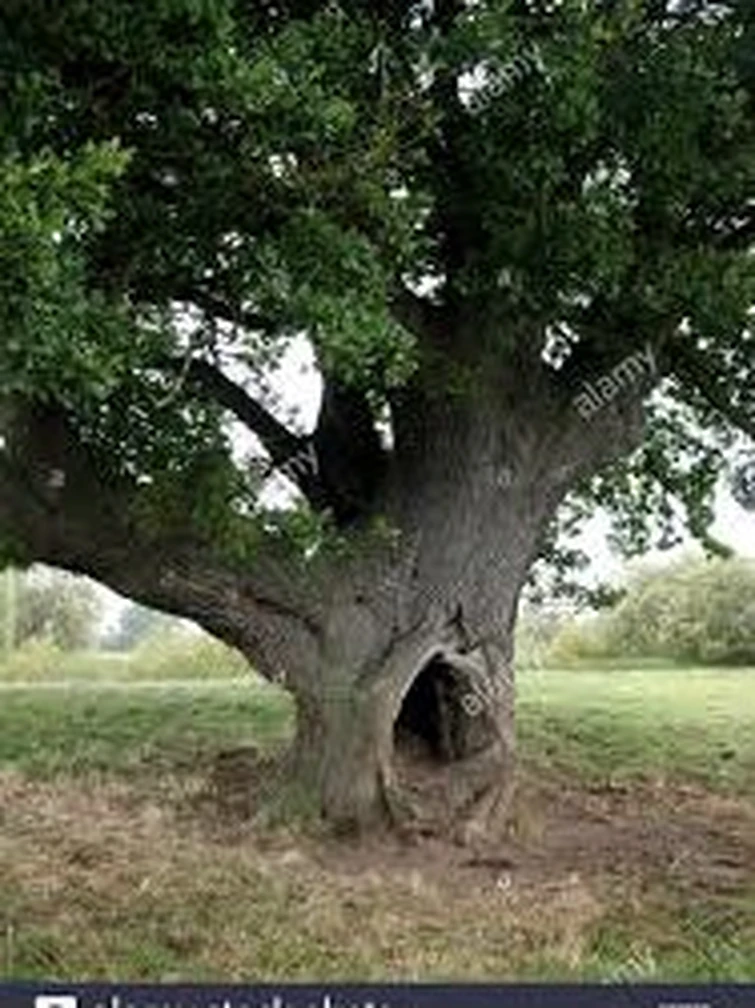 fnf tree hd leak | Fandom