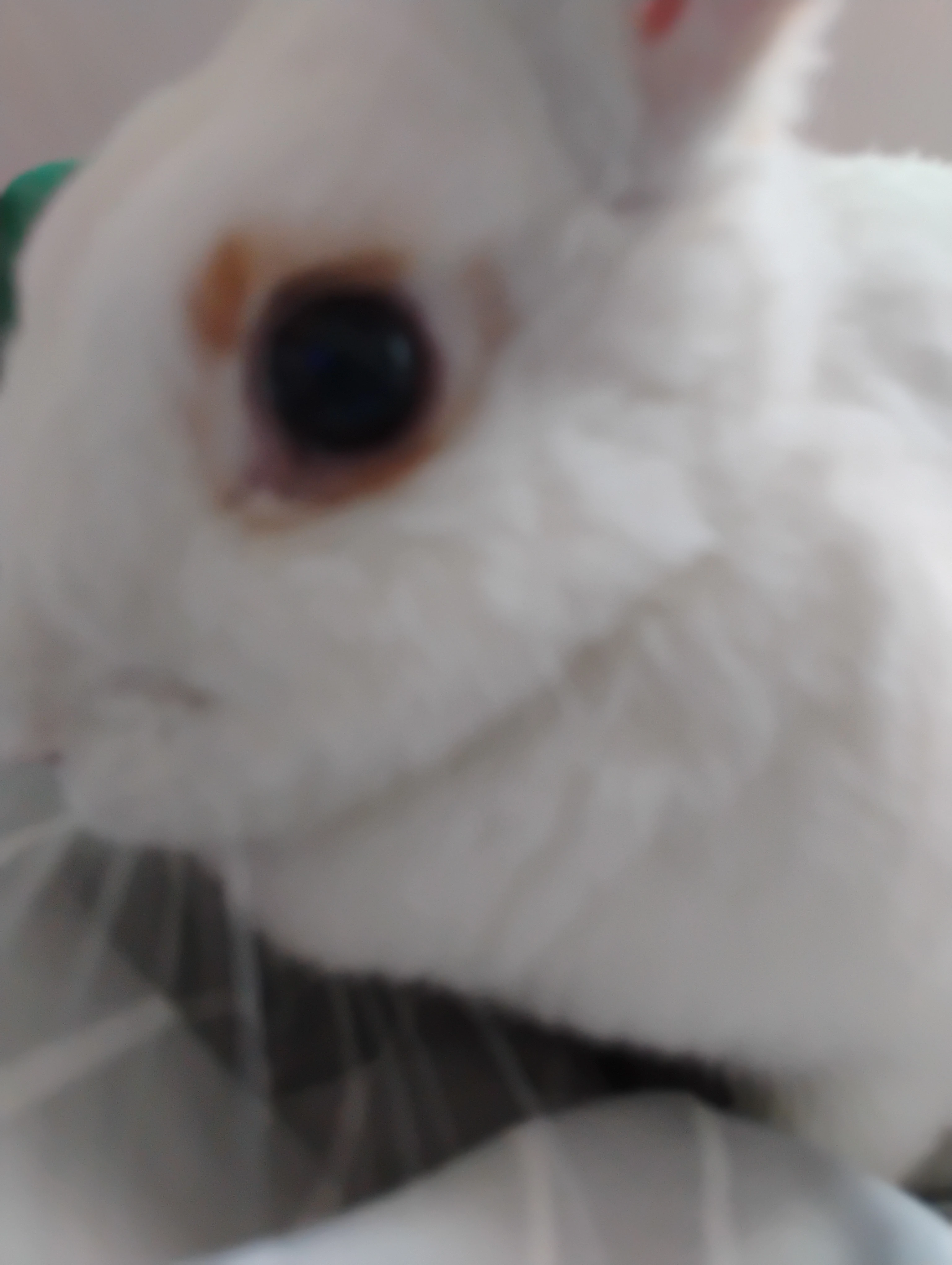 BOO RABBIT JUMPSCARE | Fandom