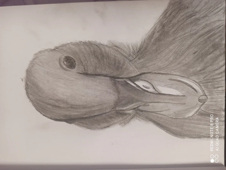 Duck | Fandom