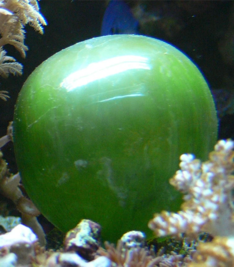 Discuss Everything About Glagglepedia Wiki | Fandom