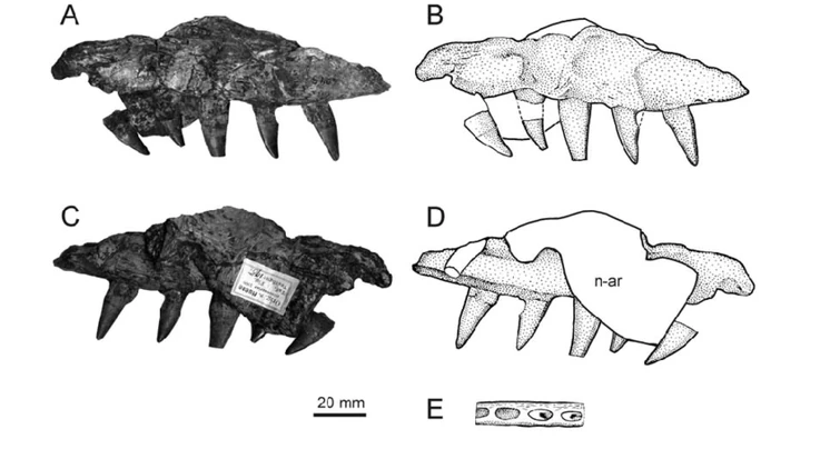 Paleofiles - Zanclodon laevis | Fandom