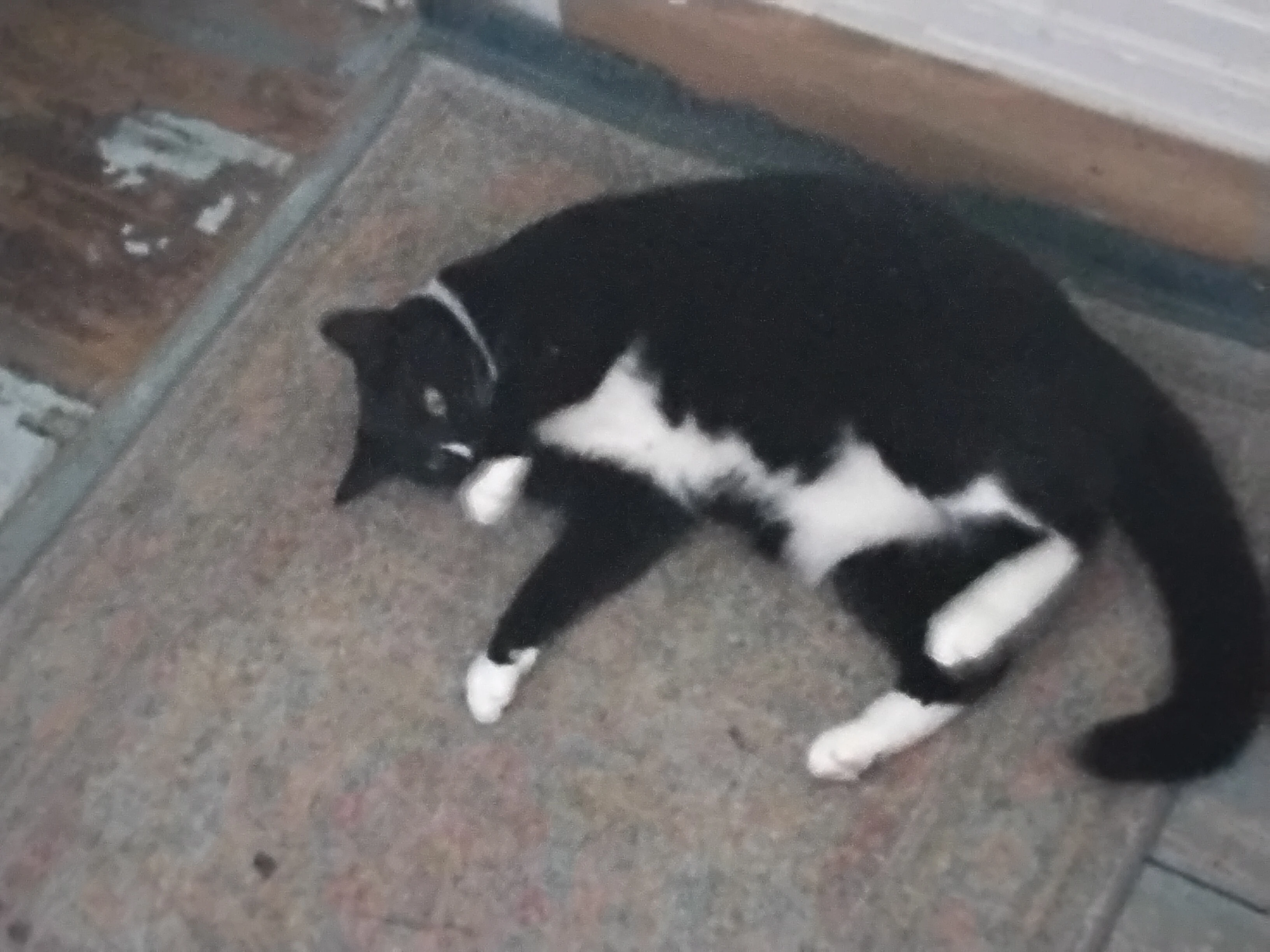 Cat post | Fandom