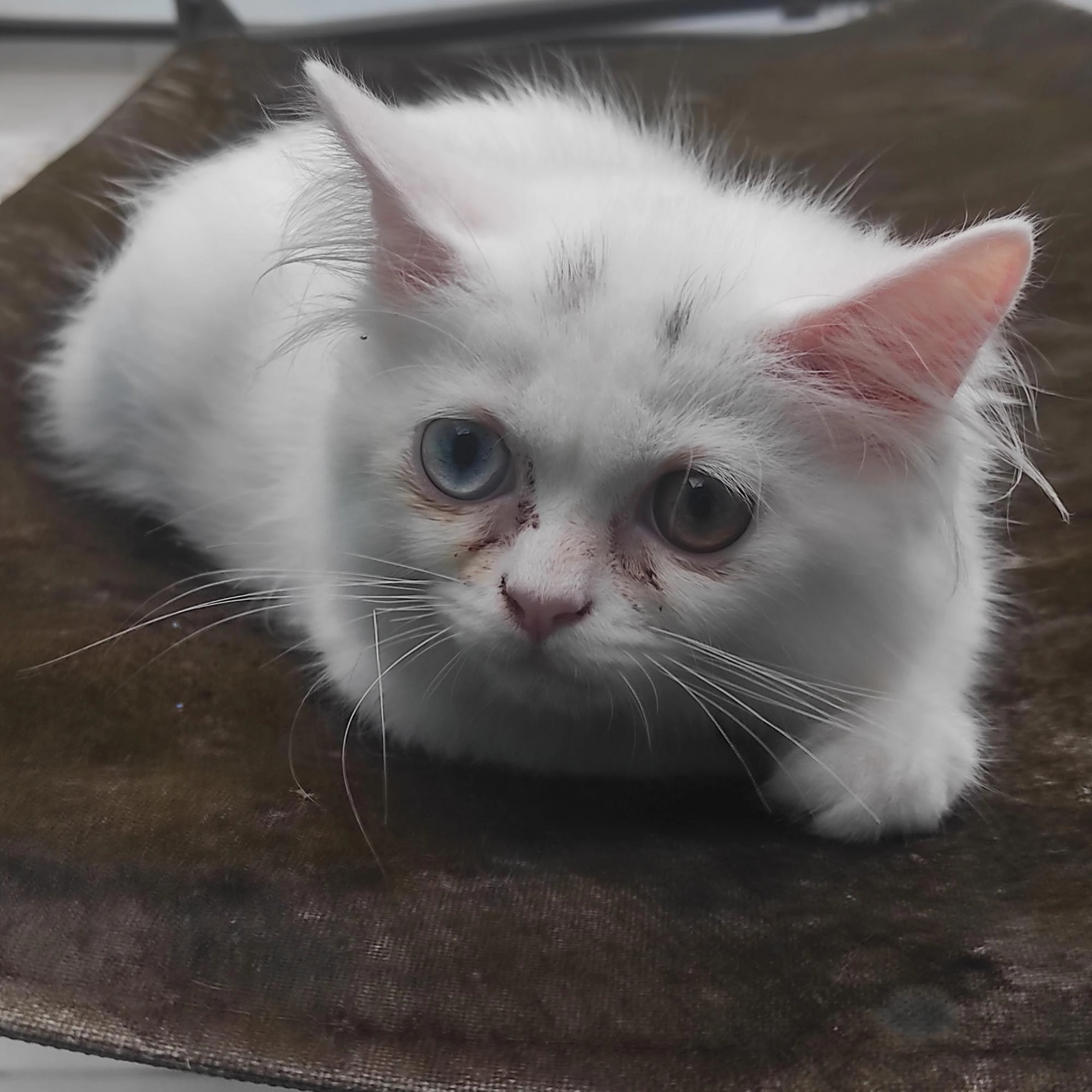 My facking cat | Fandom