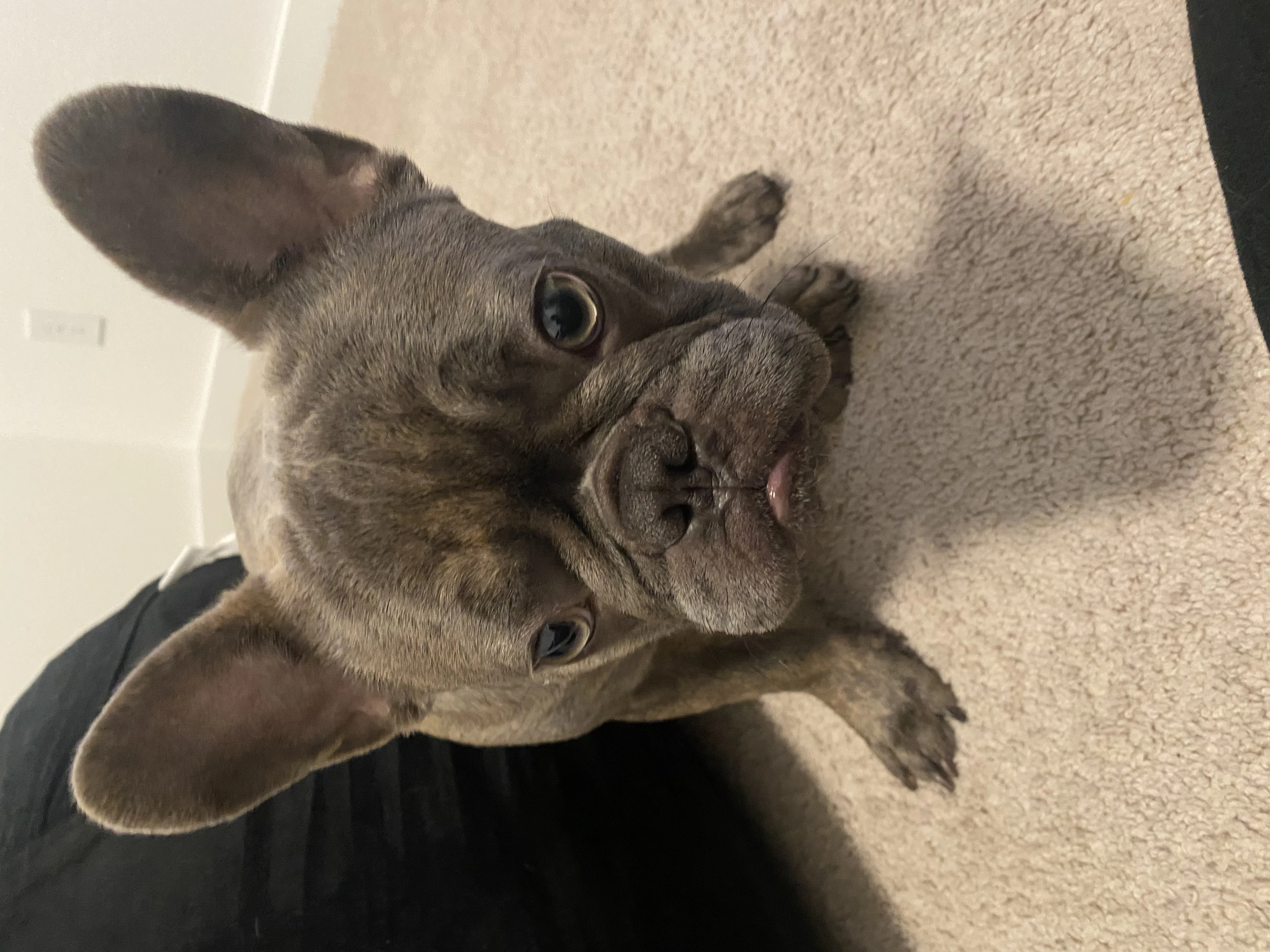 My dog, Prince Akeem. | Fandom
