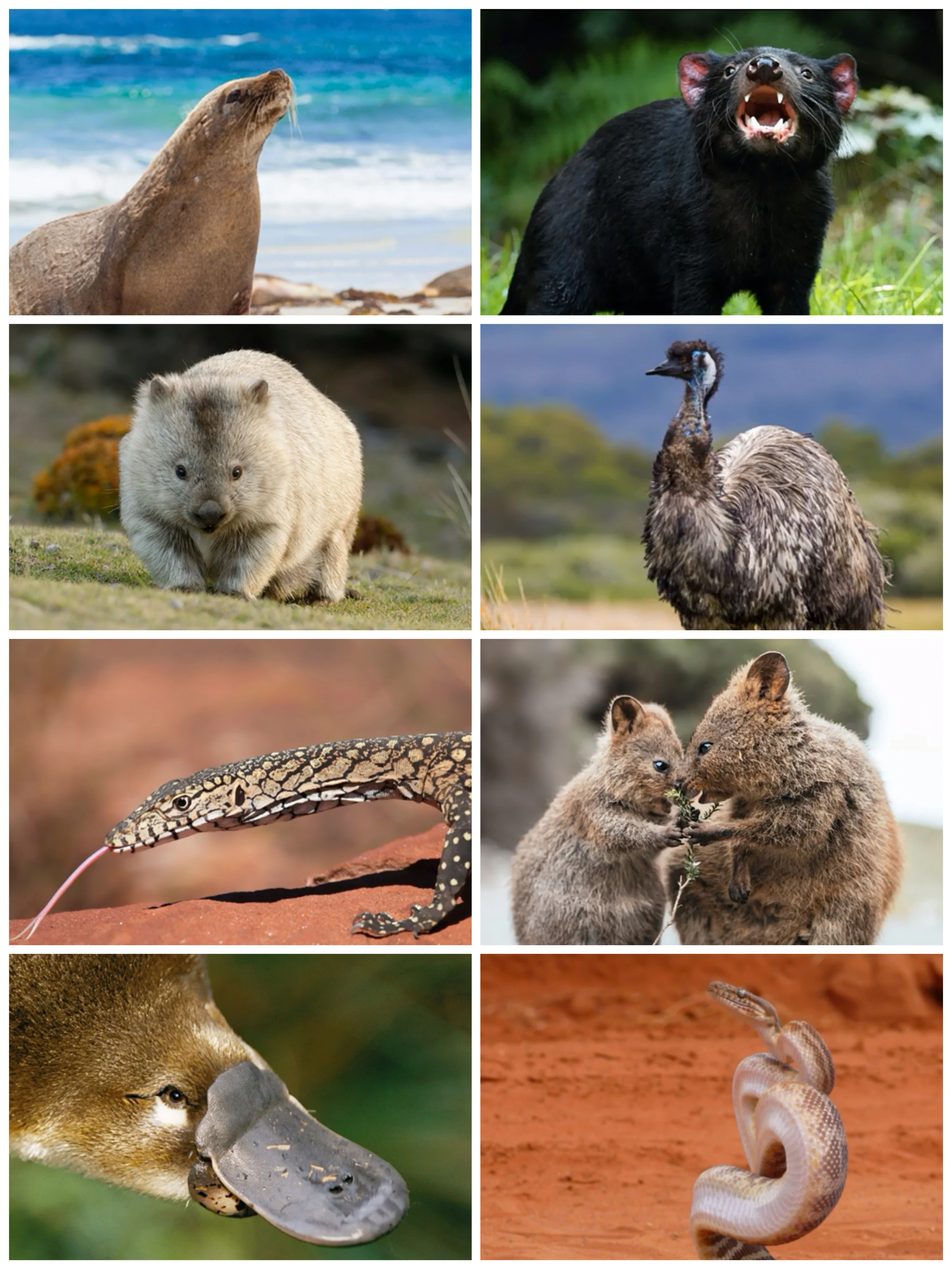 Australia Deluxe Pack | Fandom