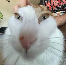 Daily Cat #44 | Fandom