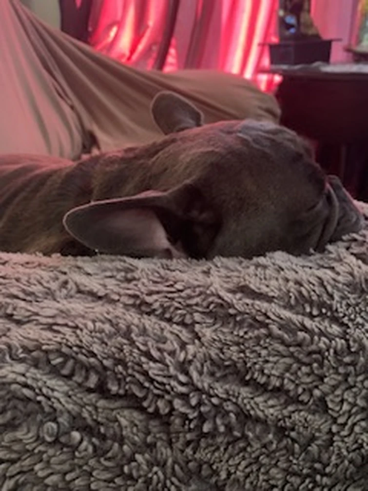 The sillies (aka my goofy goober pets) | Fandom