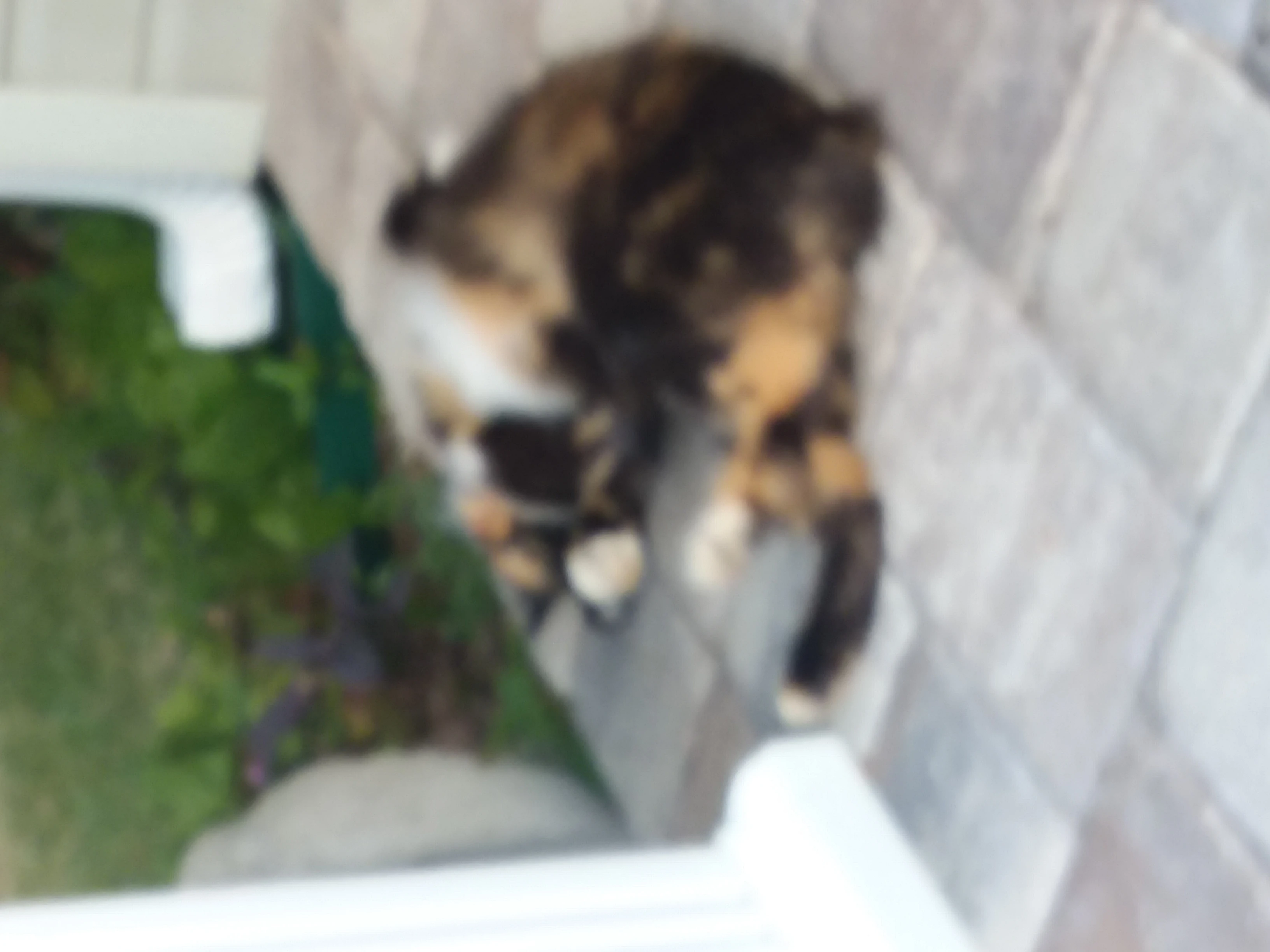 Cool cat club | Fandom