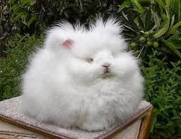 FLOOF RABBIT | Fandom