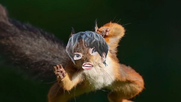 han squirrel | Fandom