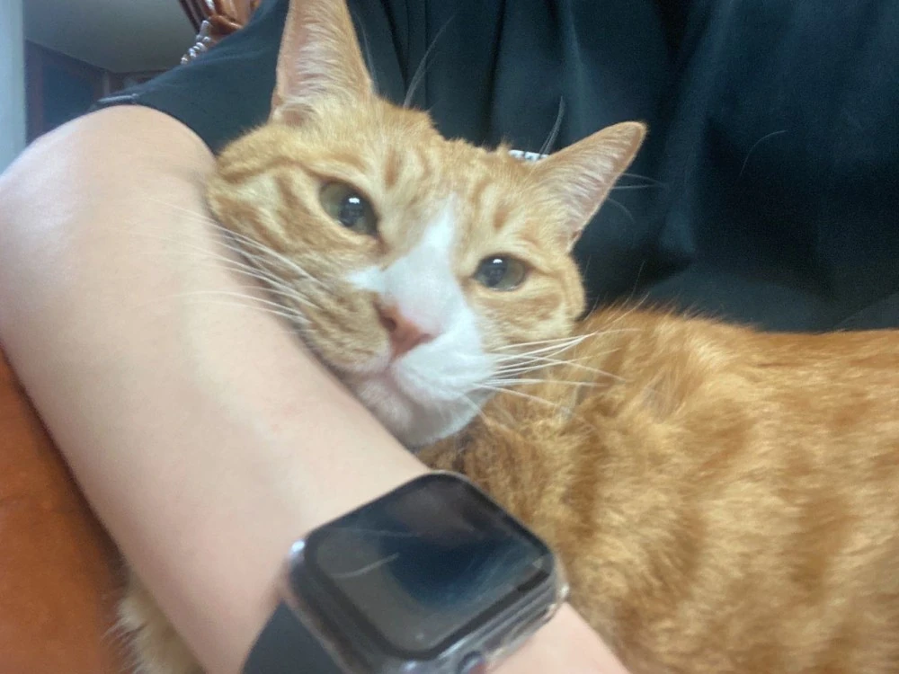 honestly linos recent bbl pics just make me love him more | Fandom