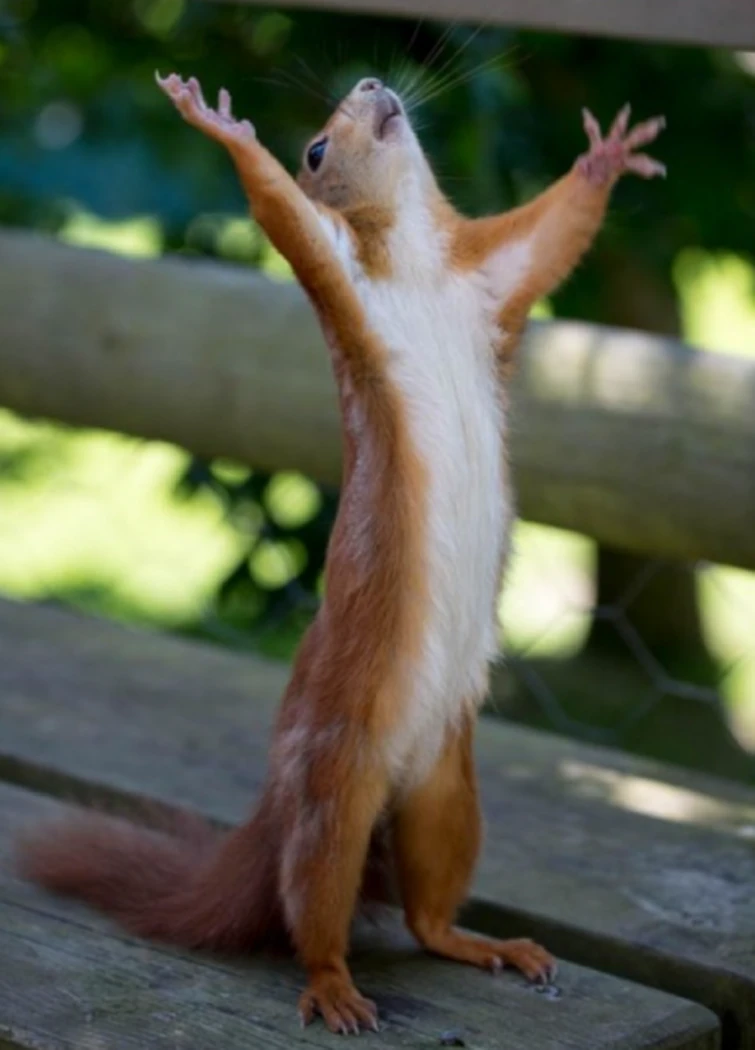 Discuss Everything About Creatures of Sonaria Wiki | Fandom