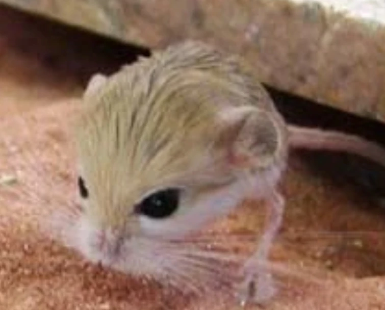 New Creature Concept Idea Fandom