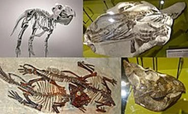 Discuss Everything About Dinopedia | Fandom