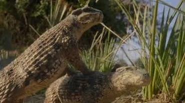 Discuss Everything About Dinopedia | Fandom