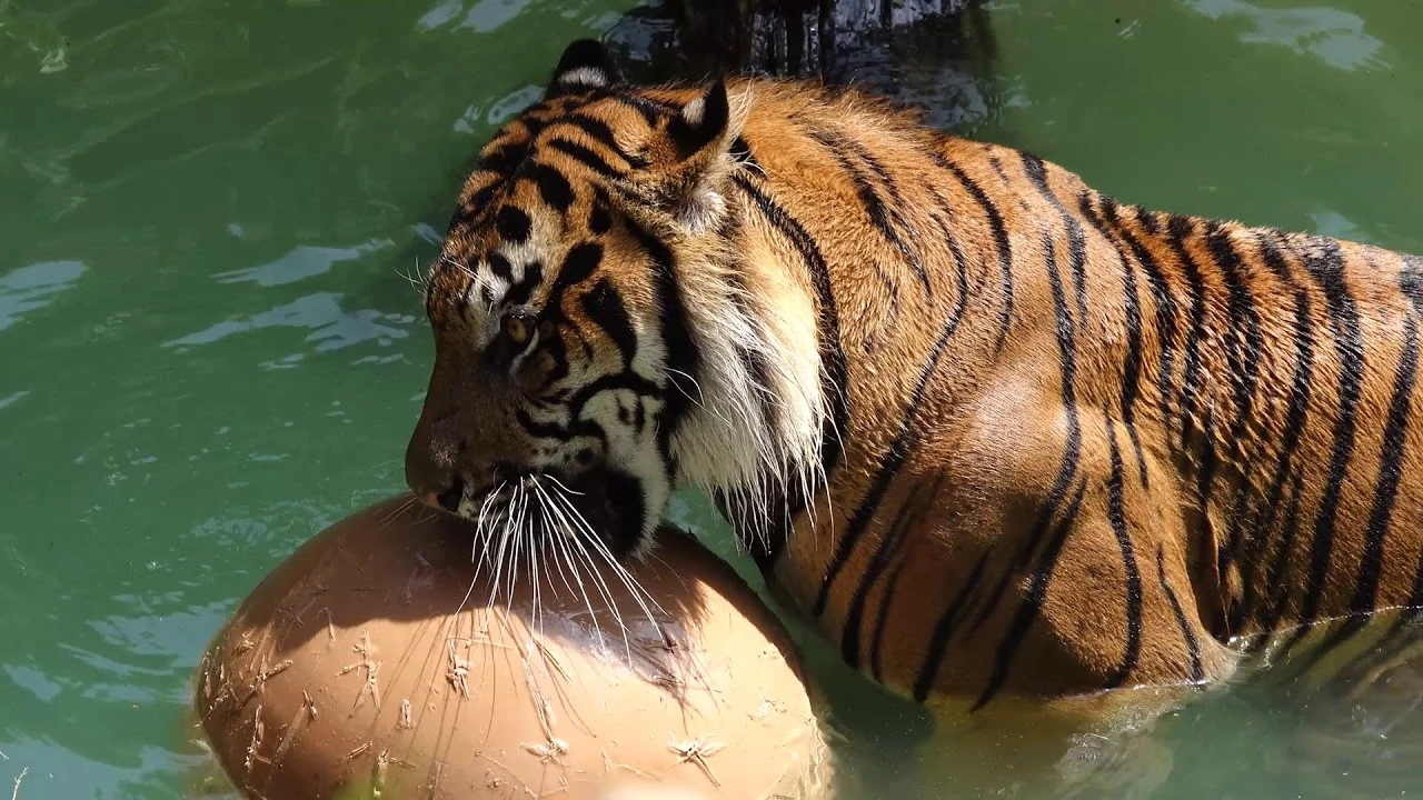 Facts about tigers #1 | Fandom