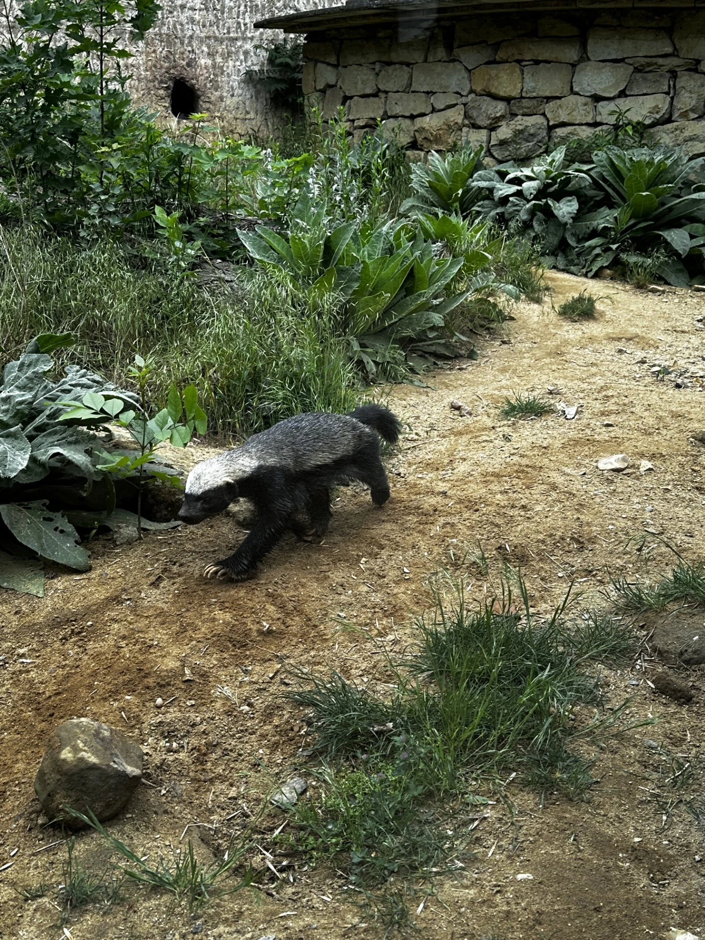 BADGER BADGER BADGER BADGER | Fandom