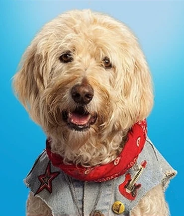 Discuss Everything About Pup Star Wiki | Fandom