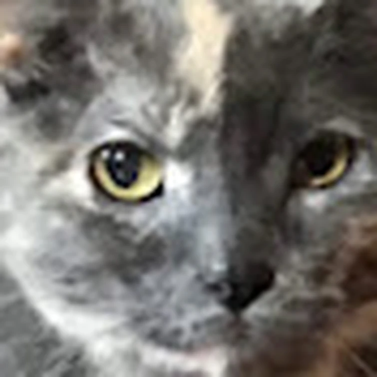 Discuss Everything About Into The Abyss Wiki | Fandom