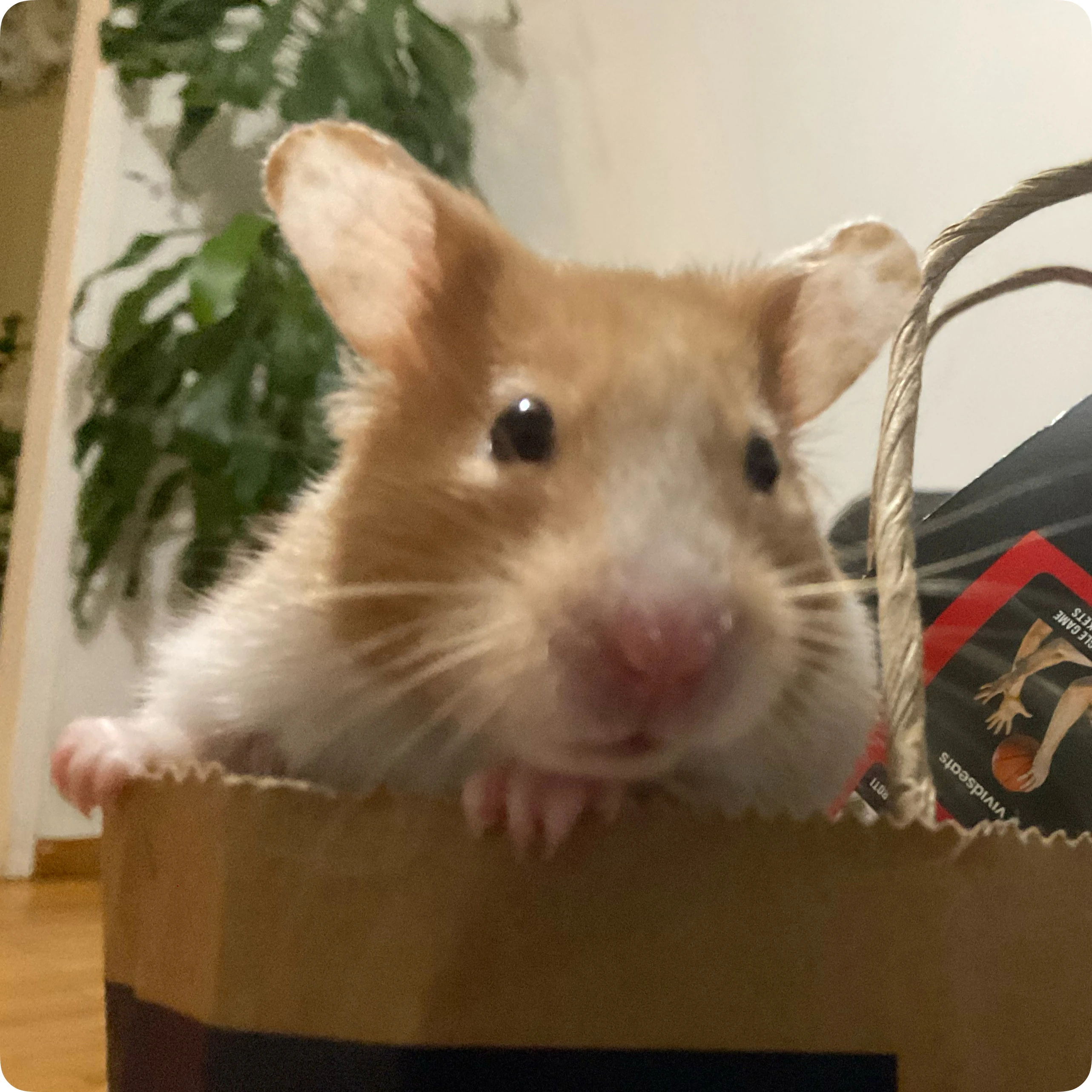 i just git my dream pet! (the hamster) | Fandom