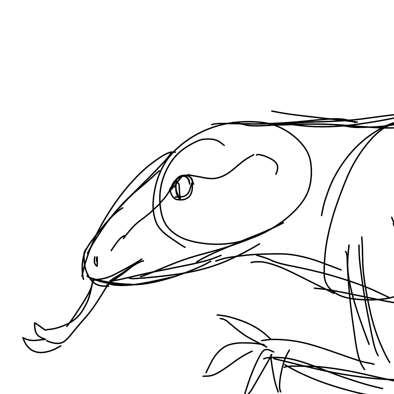 drew a tegu | Fandom