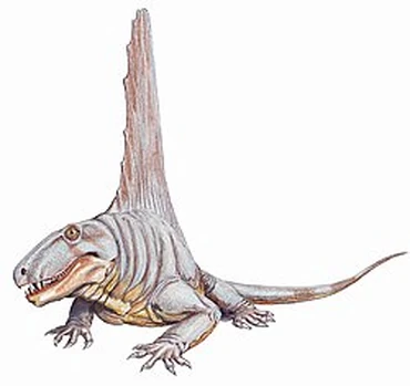 What are y’all’s Dimetrodon species Part 1 | Fandom