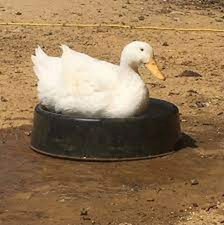 i love ducks | Fandom