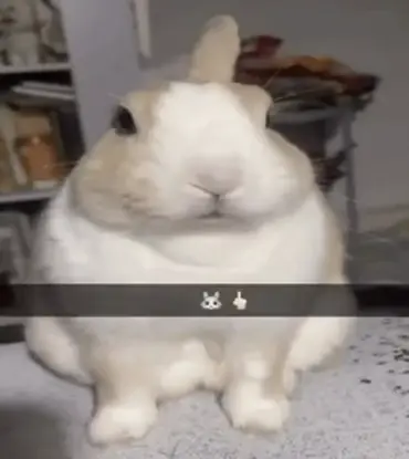 Curses and Conflicts actually begins soon (fr). Ping? | Fandom