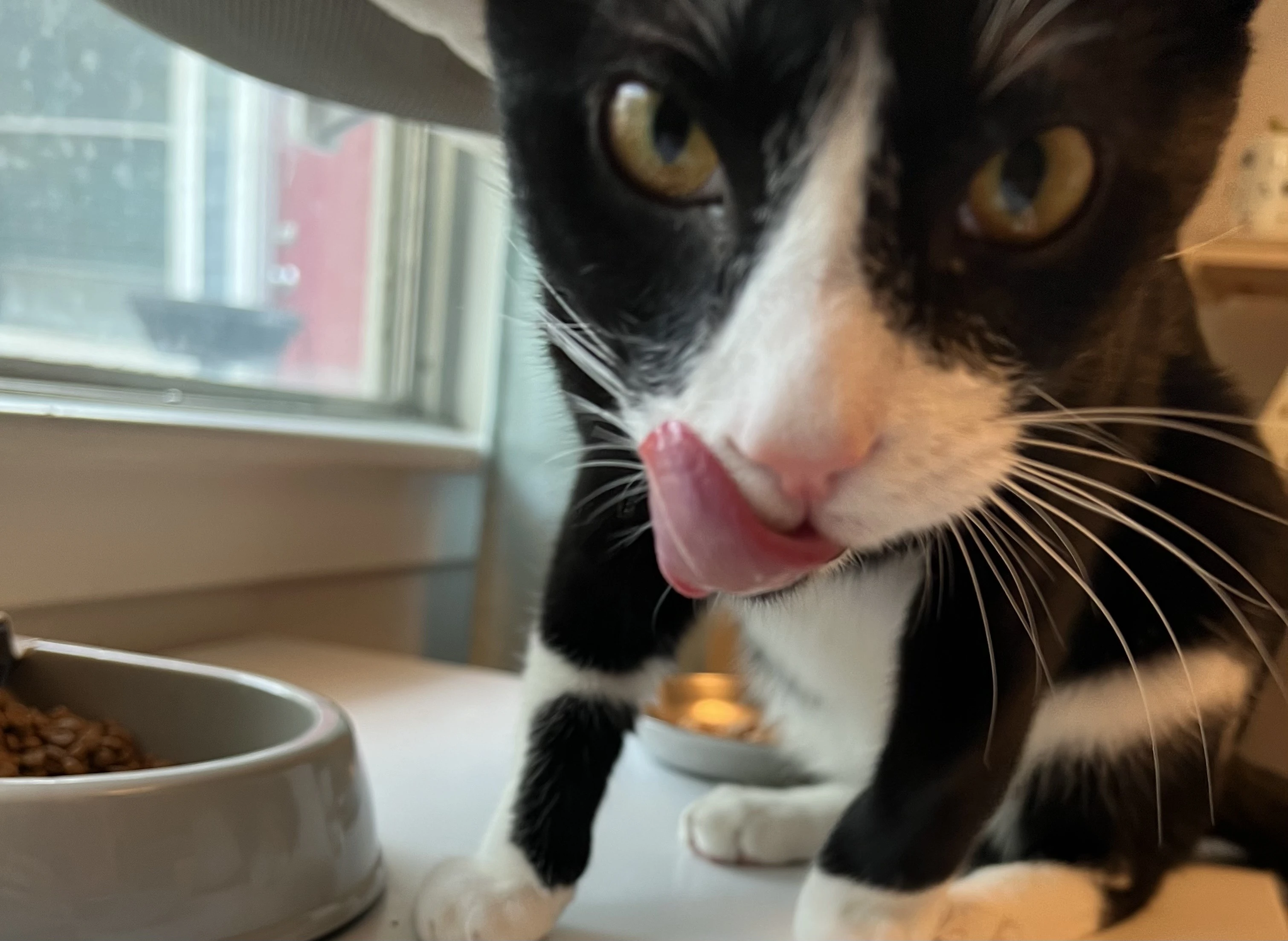 *NEW* Daily Cat Image #034 | Fandom