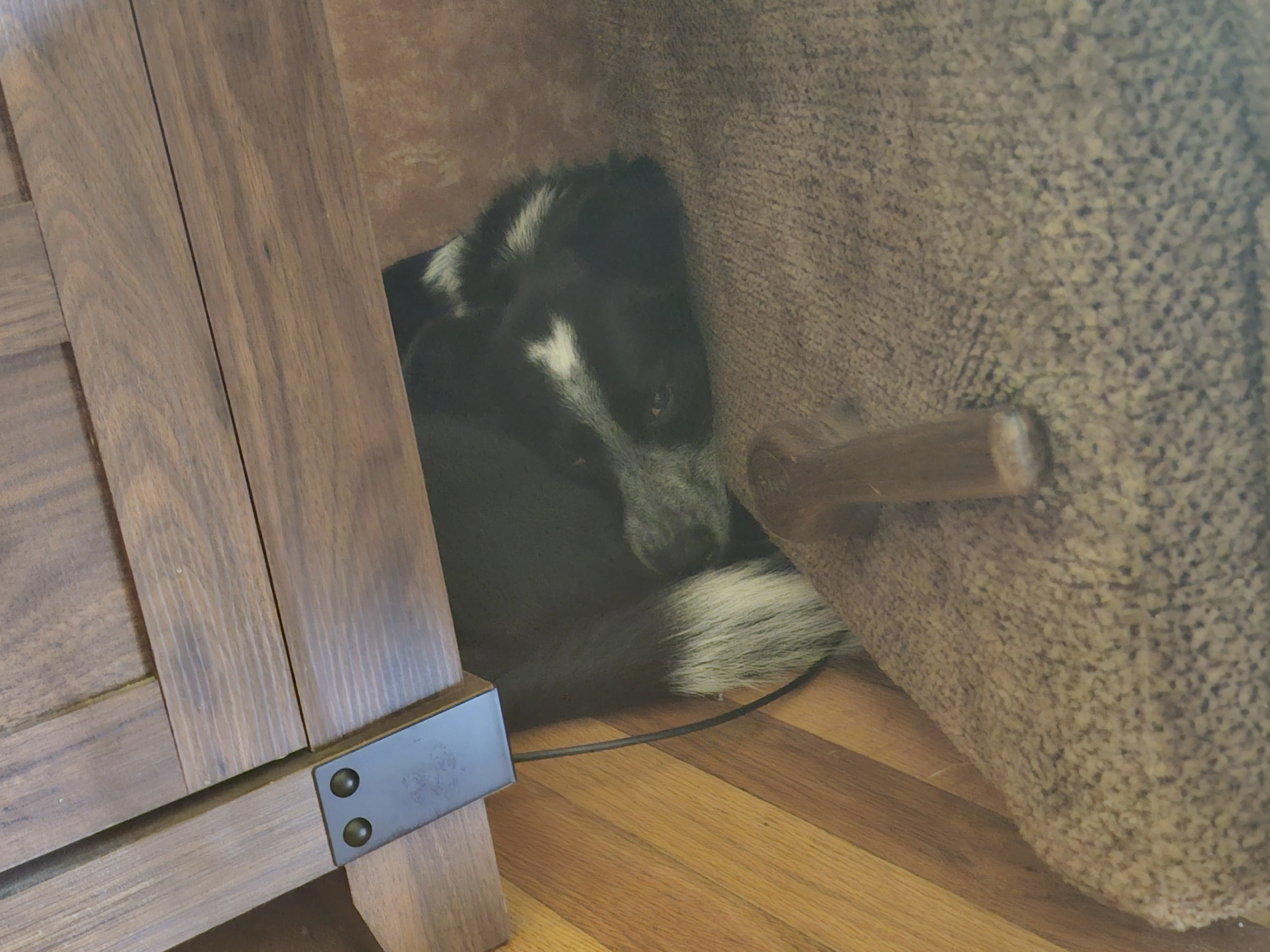 Like I've said before, she is an oversized oreo fox | Fandom