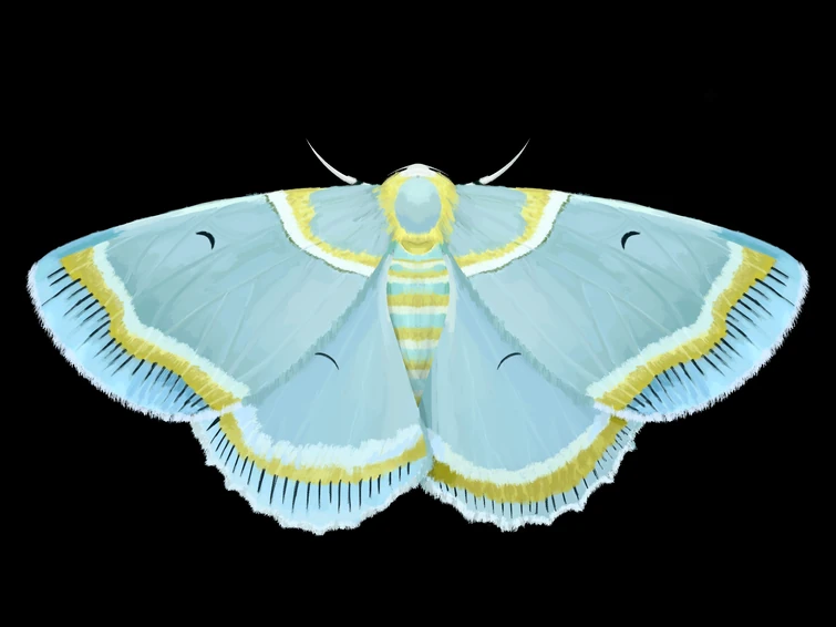Moths I digitally painted | Fandom