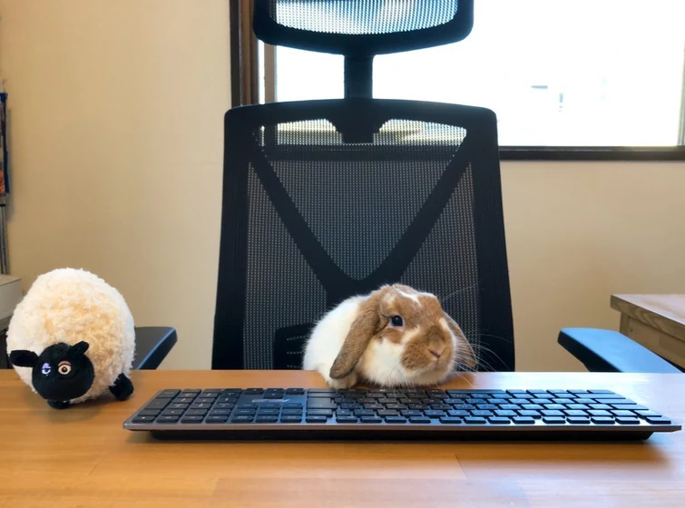 bunny | Fandom