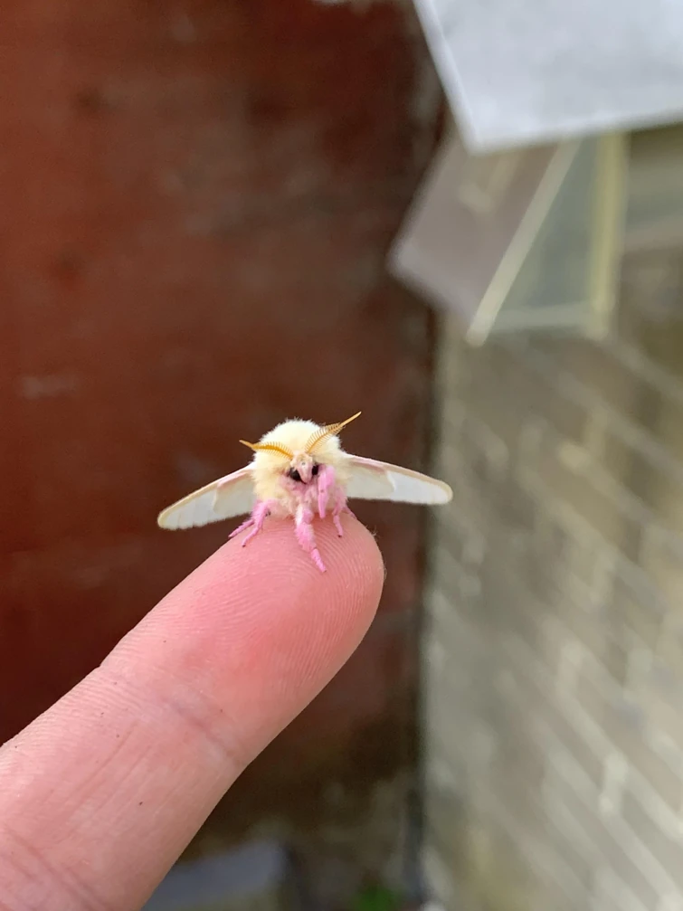 uhhhhsuh thi s took like an hour bc i hate these editing things but wtv | Fandom