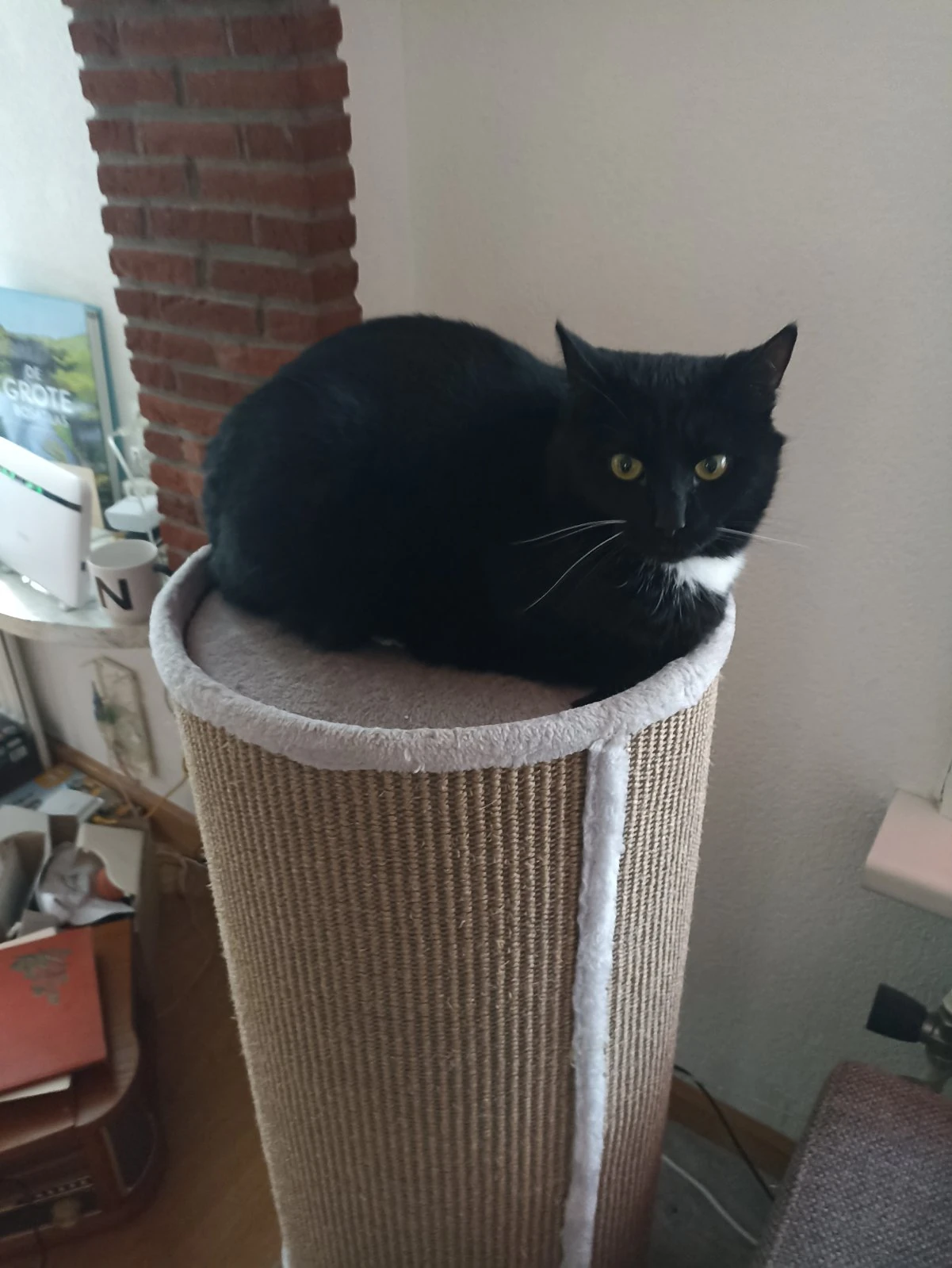 Daily Cat Image #691 | Fandom