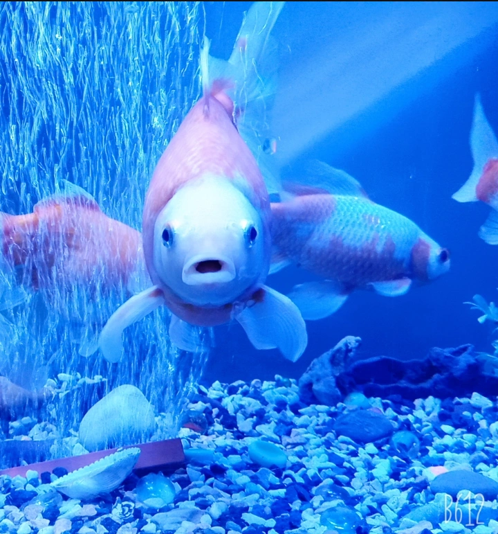 Idk......😂😂🤣 | Fandom