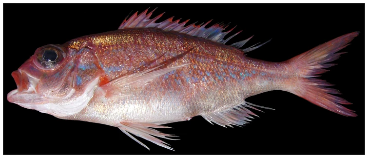 Discuss Everything About The Promised Neverland Wiki | Fandom