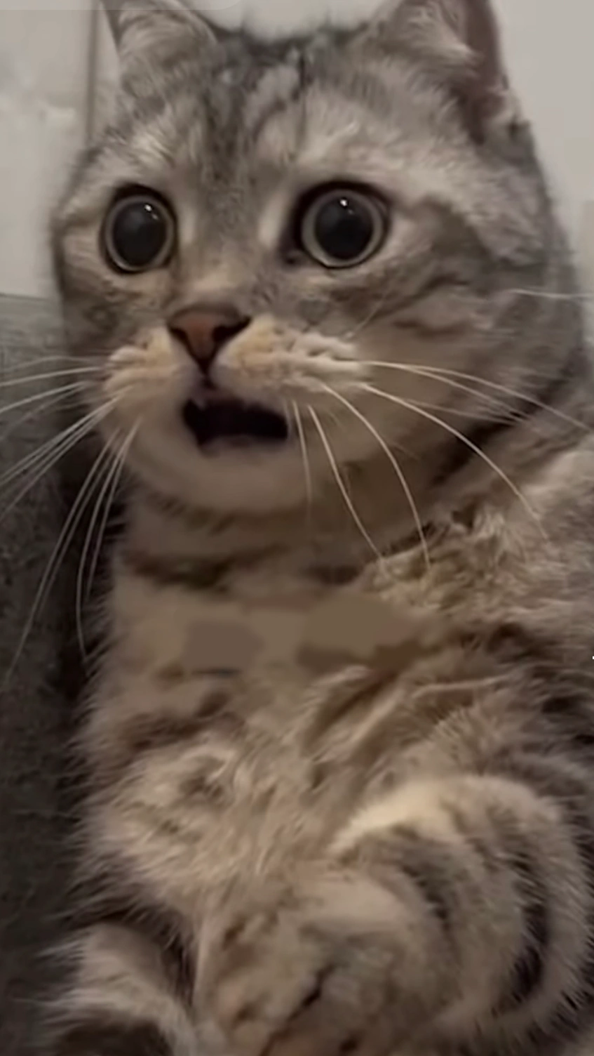 i can’t stop posting this cat | Fandom