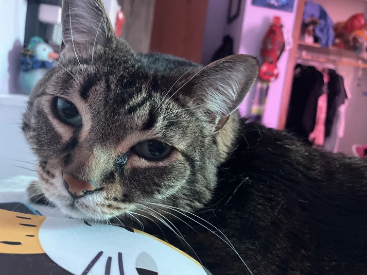 Here, have a picture of my cat :3 | Fandom