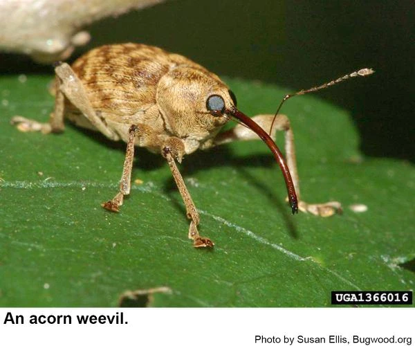 guys what’s your favorite bug | Fandom
