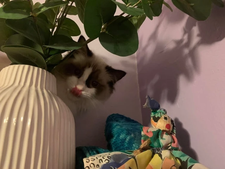 Daily dose of Eyebleach | Fandom