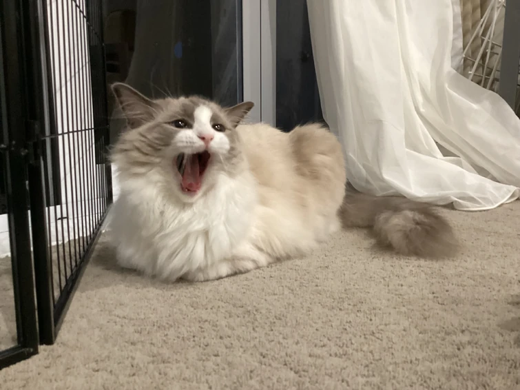 Daily Cat Image #711 | Fandom