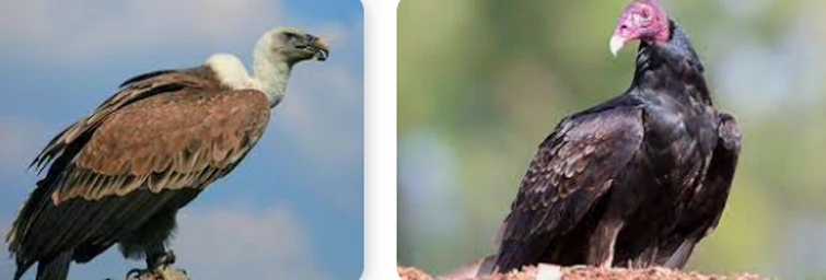 (update idea) Eagle transformations | Fandom